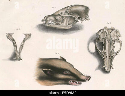 Arctonyx collaris Hardwicke Stock Photo - Alamy