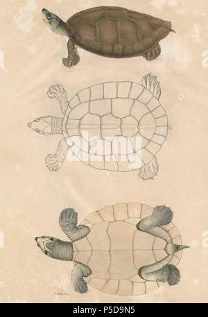 River Terrapin, Batagur baska Stock Photo - Alamy