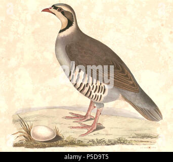 Alectoris chukar Hardwicke Stock Photo - Alamy
