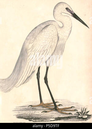 Egretta garzetta garzetta Hardwicke Stock Photo - Alamy
