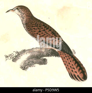 Grey-bellied Cuckoo (Cacomantis passerinus) hepatic form, adult female ...