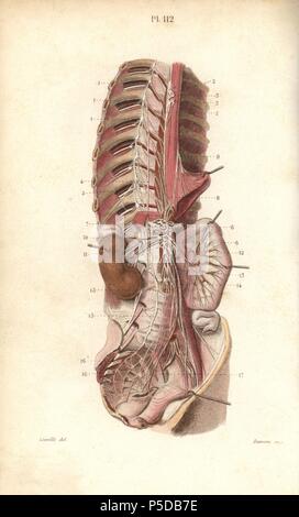 Sympathetic nervous system in the thoracic, lumbar and sacral plexus ...