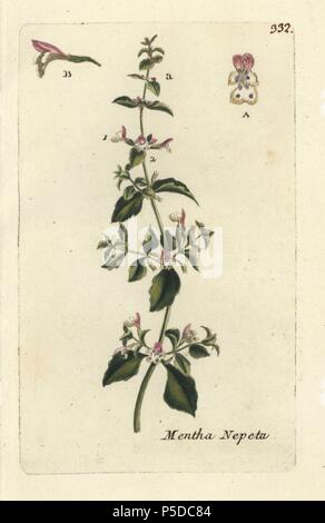 Catmint or catnip, Nepeta cataria. Handcoloured lithograph by Hanhart ...