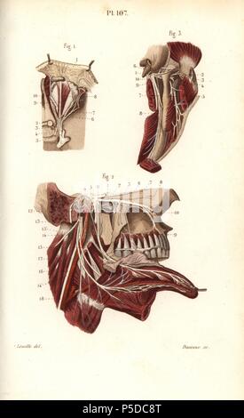 . The anatomy of the human body. Human anatomy; Anatomy. THE TRIGEMINAL ...