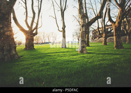 Wide angle landscape of fresh green summer leaves Stock Photo - Alamy