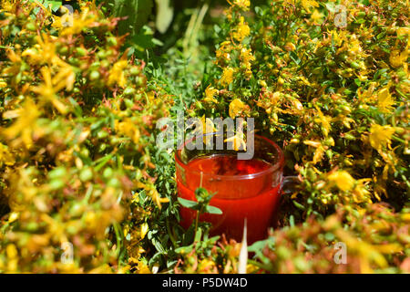 hypericum perforatum and cantarion oil Stock Photo - Alamy