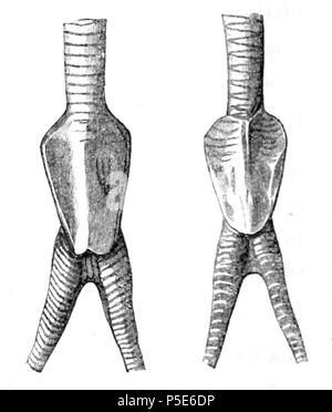 West Indian Whistling Duck in Mangrove Swamp Stock Photo - Alamy