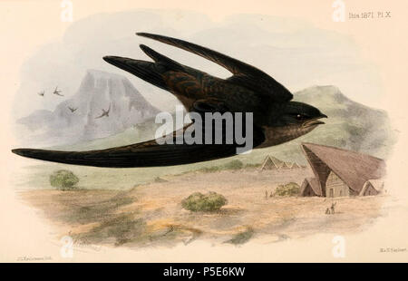 Asian palm swift (Cypsiurus balasiensis infumatus) chicks in nest ...