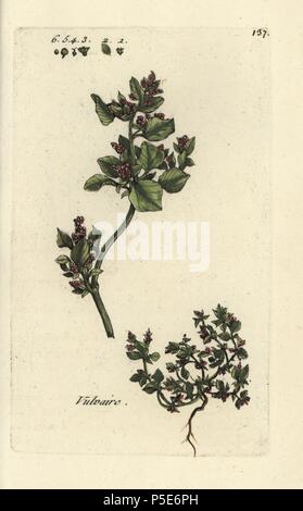 stinking goosefoot, chenopodium vulvaria Stock Photo - Alamy