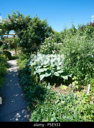 Large Hosta plant growing in a formal garden border Stock Photo - Alamy