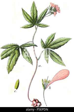 Fünfblättrige Zahnwurz, Cardamine pentaphyllos Stock Photo - Alamy