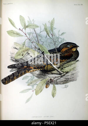 Grey Nightjar - Caprimulgus jotaka Stock Photo - Alamy