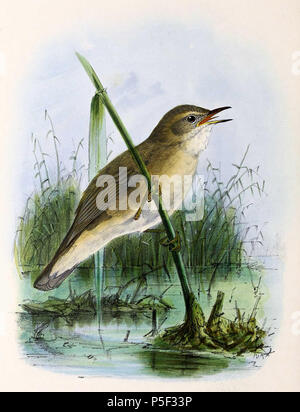 Eurasian reed warbler Acrocephalus scirpaceus bird singing in reeds ...