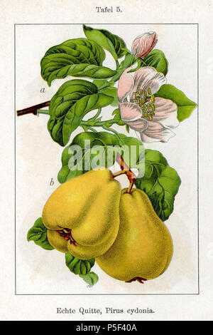 Cydonia oblonga Sturm08005 Stock Photo - Alamy