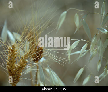 Dried oat twigs and wheat spikes, early summer Stock Photo - Alamy