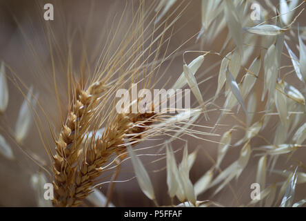 Wheat spikes and dried oat twigs at the beginning of summer Stock Photo ...
