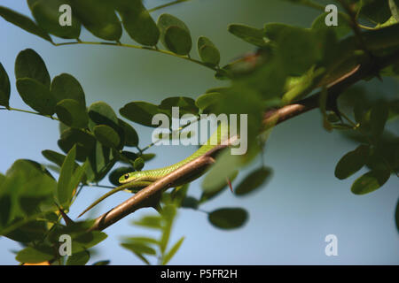 Eastern Smooth Green Snake Sunning in a Tree Stock Photo - Alamy