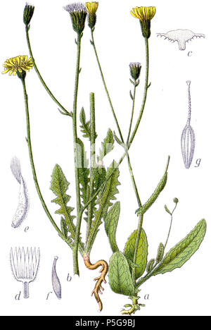 Crepis spp Sturm52 Stock Photo - Alamy