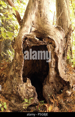 Rotten tree, with large hole at the base by the side of creek in ...