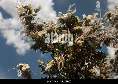 Close of of Cliffrose (Purshia) blossom Stock Photo - Alamy