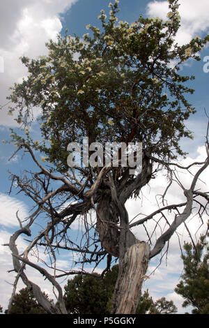 Cliffrose (Purshia) twisted stem with blossom on top Stock Photo - Alamy