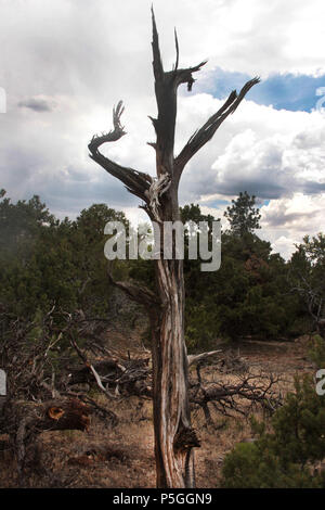 A dead tree still standing in the forest Stock Photo - Alamy