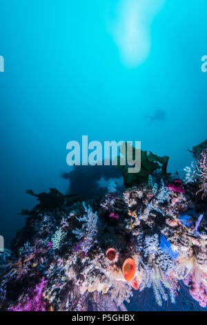 Artificial fish reef covered with a lot of colorful soft corals. Owase ...