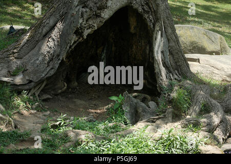 Wild animal tree roots burrow Stock Photo: 177602924 - Alamy