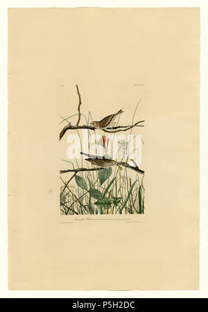 Birds of New York (Plate 14 Stock Photo - Alamy