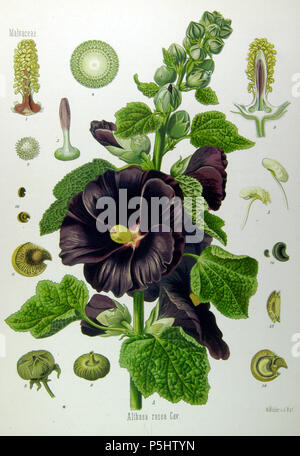 Althaea rosea (Köhler Stock Photo - Alamy