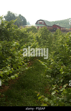Rows of grapevines in large vineyard on mountainside in France, Italy. Red, white, rose wine ...
