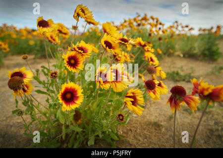 Fire wheel flower, (gaillardia pulchella) also known as Indian ...