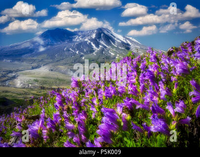 Mt St Helens with Wild Flowers, Mt St Helens National Volcanic Monument ...