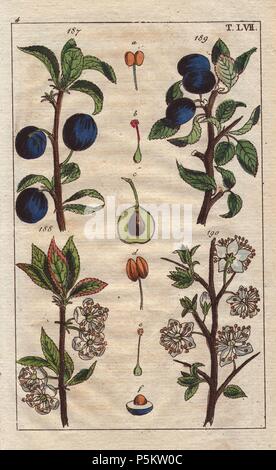 Sloe or blackthorn tree, Prunus spinosa. Handcoloured copperplate ...