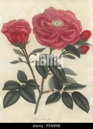 Rosa Gallica Officinalis. Rose flower illustration. Antique Botanical ...