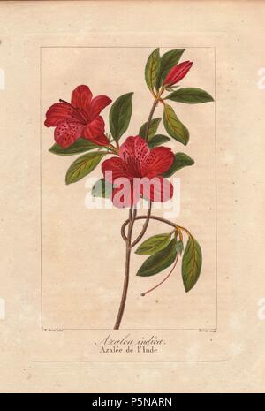 Indica azalea or Southern indian azalea (Rhododendron indicum ...