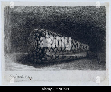 The shell 'Conus Marmoreus' 1650 by Rembrandt Stock Photo - Alamy