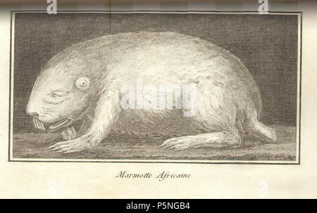A Cape dune mole rat (Bathyergus suillus) at Intaka Island, Cape Town ...