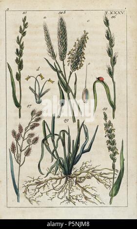 Rye Brome (Bromus secalinus) in cornfield at Ranscombe Farm nature ...