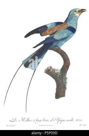 Birds of Paradise Rollers Plate 9 Barraband Stock Photo - Alamy