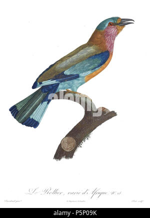 Birds of Paradise Rollers Plate 9 Barraband Stock Photo - Alamy
