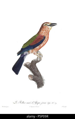 Birds of Paradise Rollers Plate 29 Barraband Stock Photo - Alamy