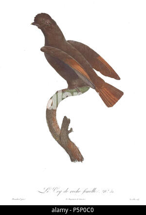 Birds of Paradise Rollers Plate 9 Barraband Stock Photo - Alamy