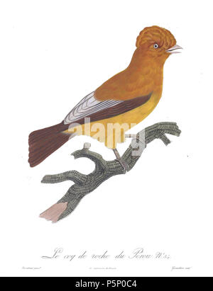 Birds of Paradise Rollers Plate 55 Barraband Stock Photo - Alamy