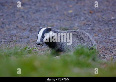 Badger in the Forest of Dean Stock Photo - Alamy