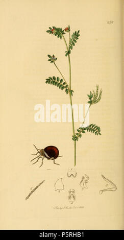 Bird's-foot, ornithopus perpusillus Stock Photo - Alamy