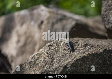 The Great Capricorn Beetle ,The longhorn beetle, Cerambyx cerdo Stock ...