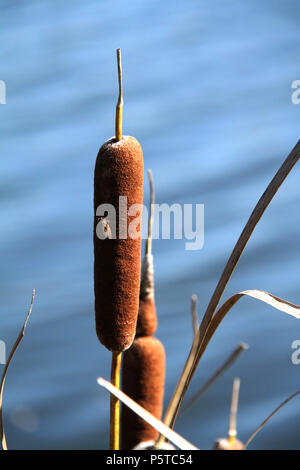 Close up of cattail's dried flower, with seeds spread by wind Stock ...