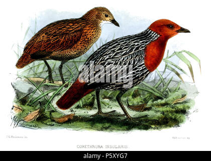 Madagascar Flufftail (Sarothrura insularis) adult male walking in short ...