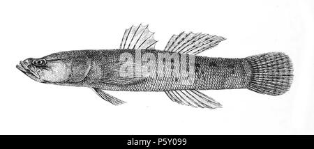 Eleotris fusca Ford 65 Stock Photo - Alamy